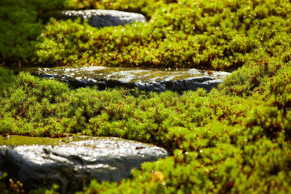 House of the Sacred Rock | Hiroshi Nakamura & NAP